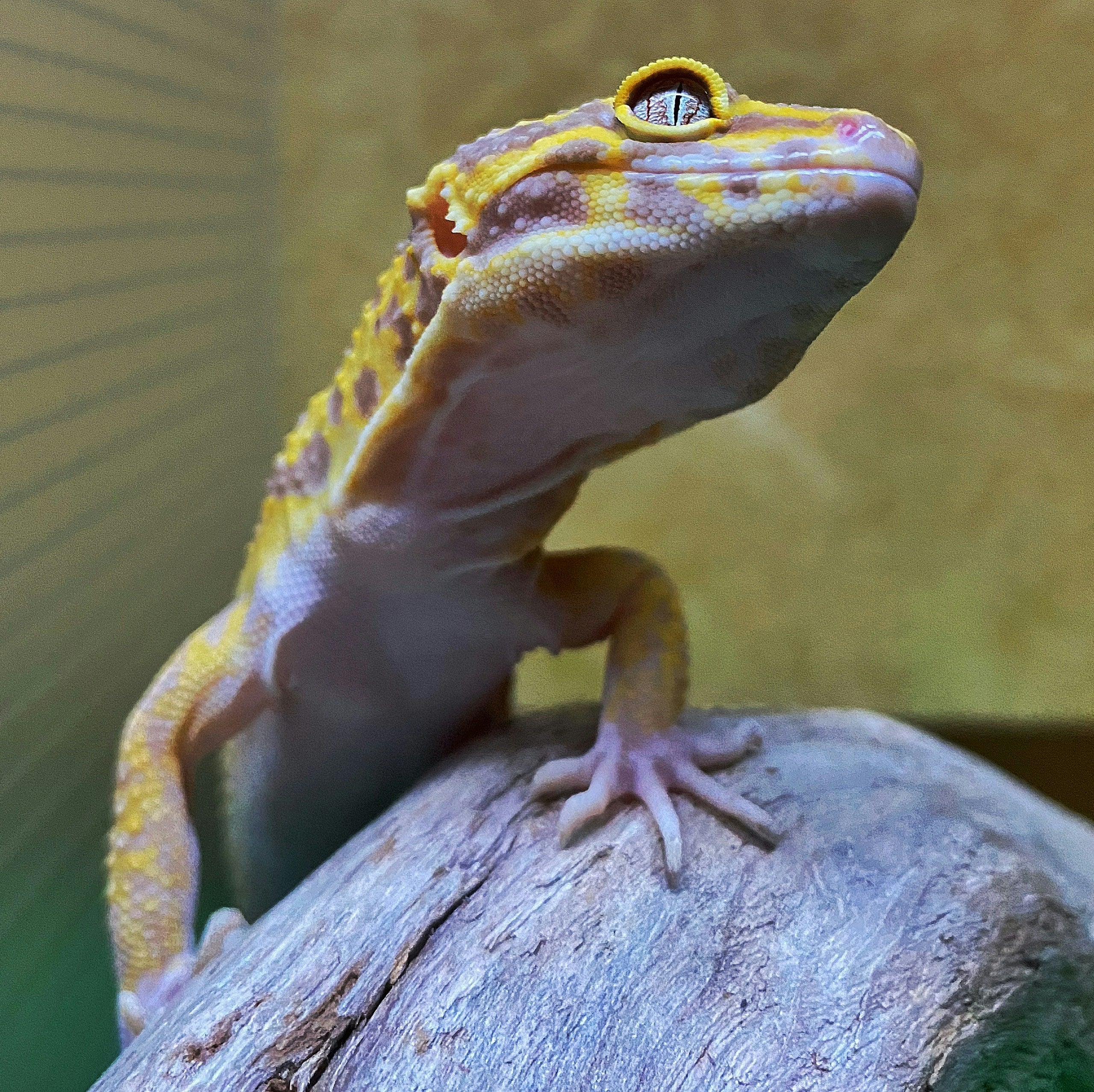 5 Signs Your Reptile Is a Tree Walker | Reptile Enrichment Guide ...