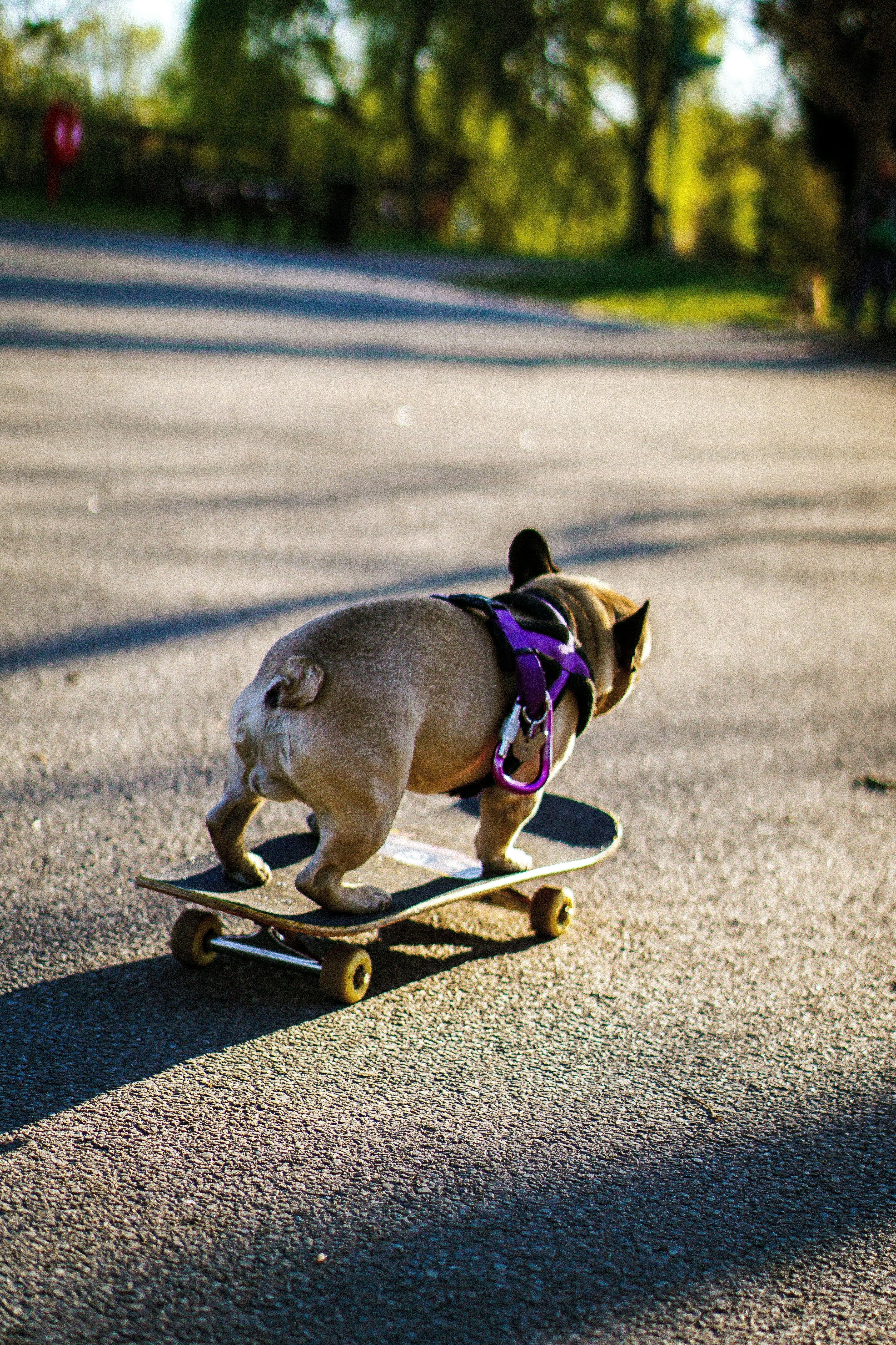 5 Signs You’re Raising a Trailblazer | Every Tail® Play Personality Guide