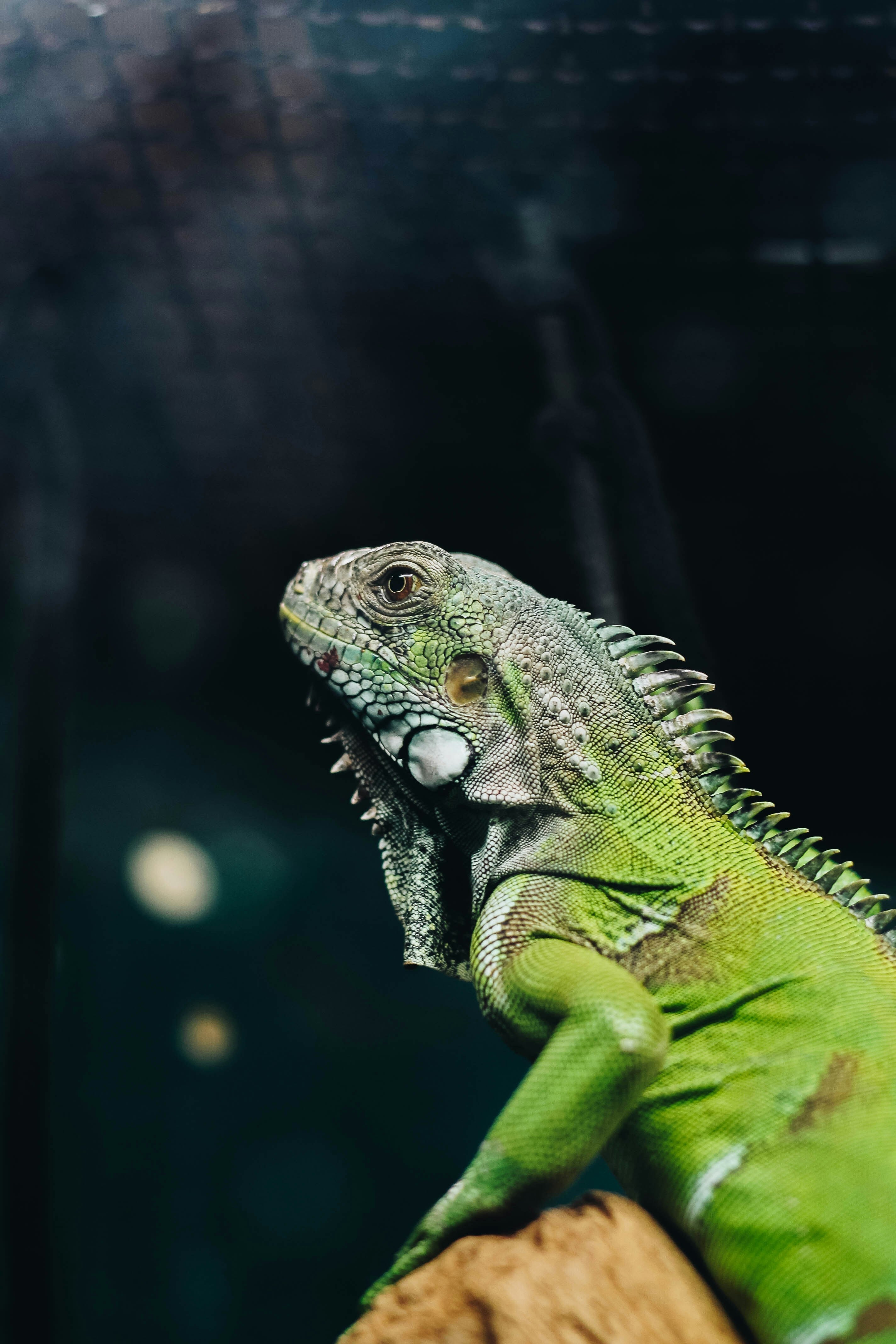 How Reptiles Communicate Without Sound | The Thinking Animal Series ...