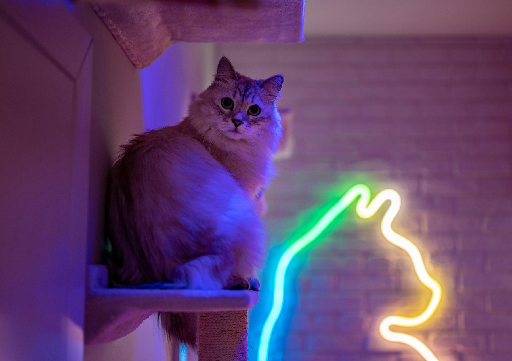 Cat Enrichment Ideas for Indoor Cats (Easy + Apartment-Friendly ...